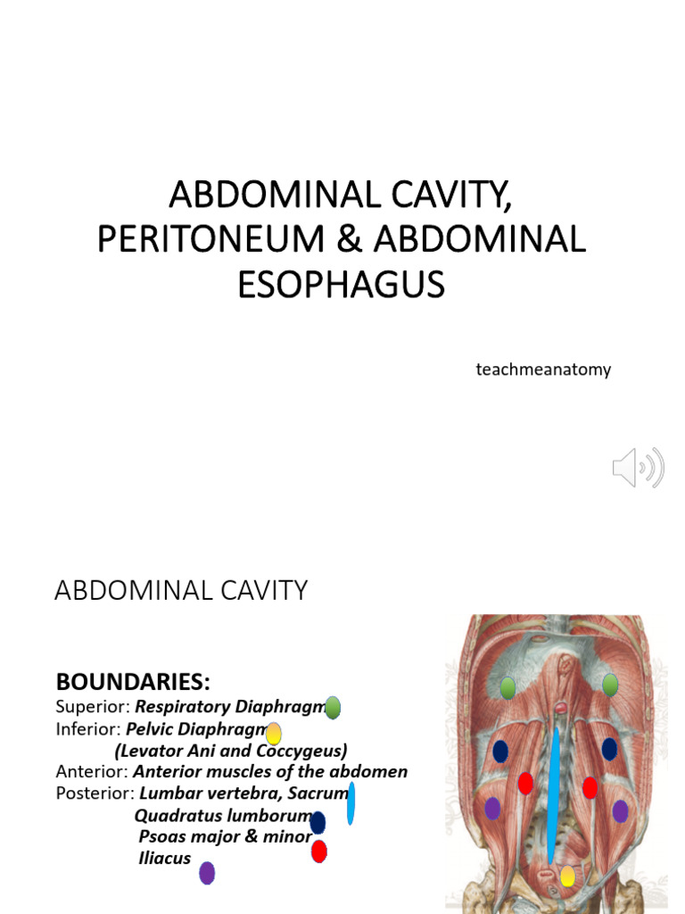 Abdominal Cavity, Peritoneum - Abdominal Esophagus | PDF | Peritoneum ...