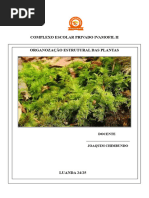 Aula 02 - Organização Estrutural Das Plantas | PDF | Raiz | Célula ...