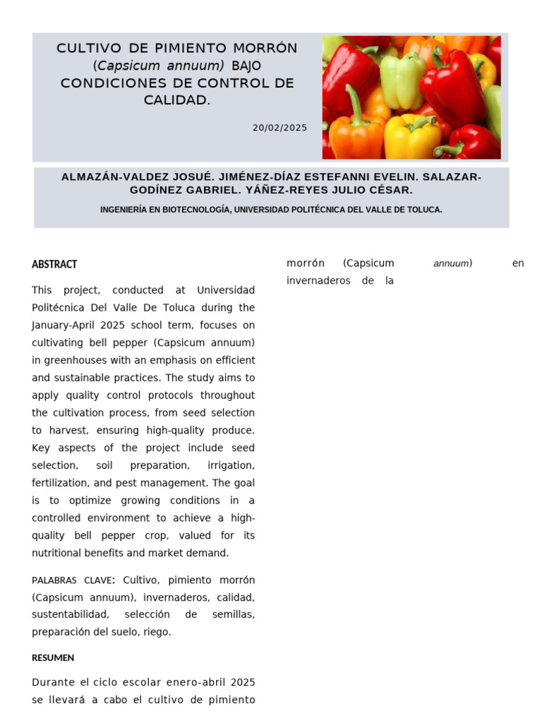 Cultivo Eficiente de Pimiento Morrón | PDF | Compost | Pimiento