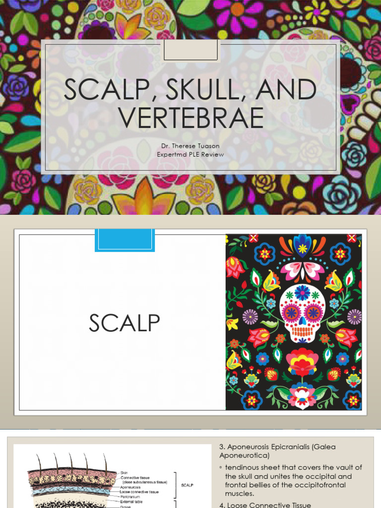 Scalp, Skull, and Vertebrae | PDF | Vertebra | Vertebral Column