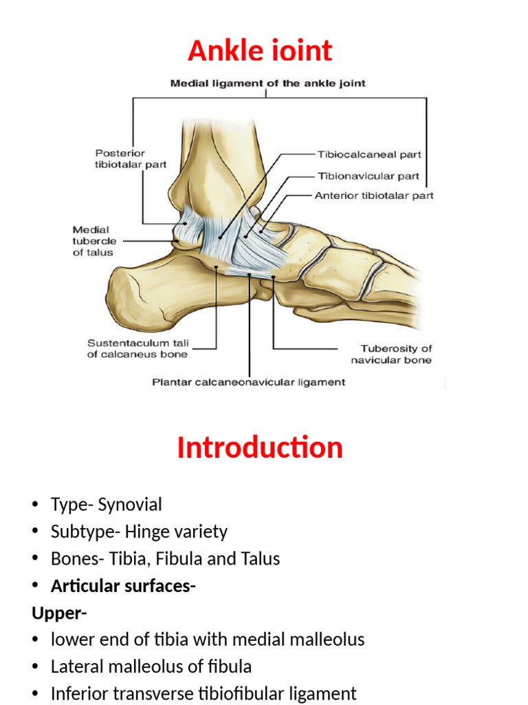 Ankle Joint | PDF | Ankle | Musculoskeletal System