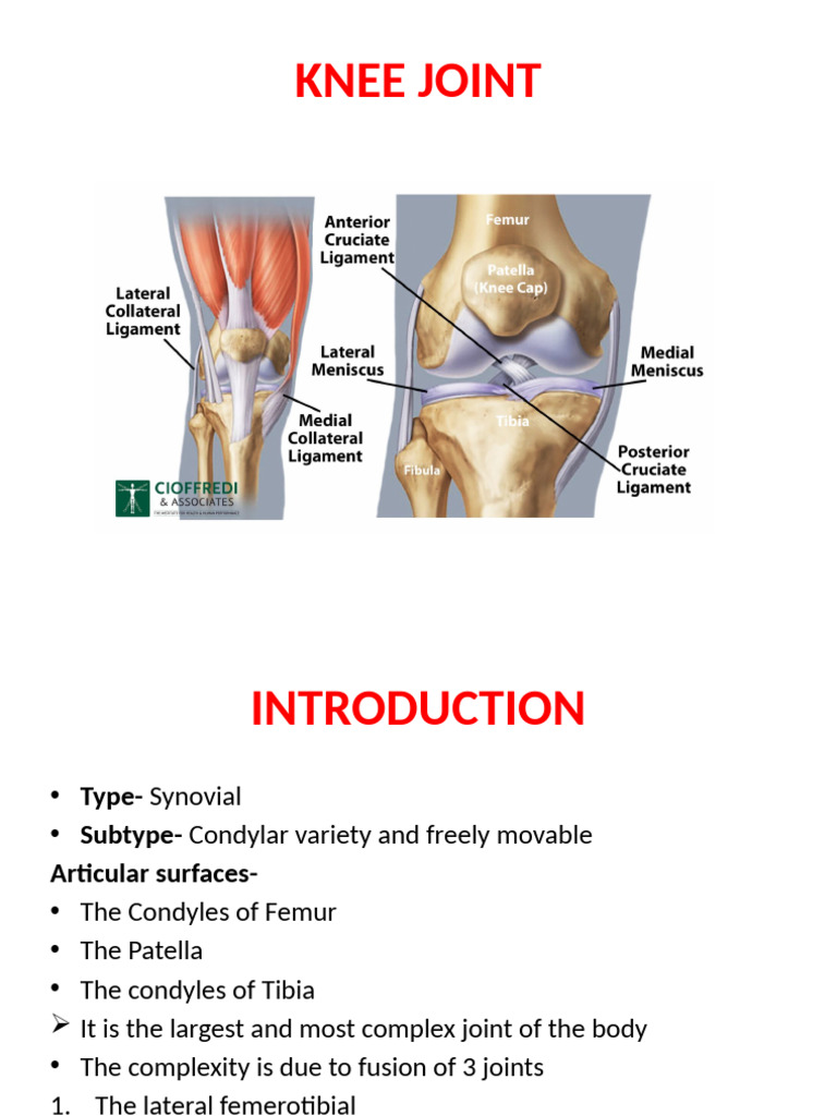 Knee Joint | PDF | Knee | Human Leg