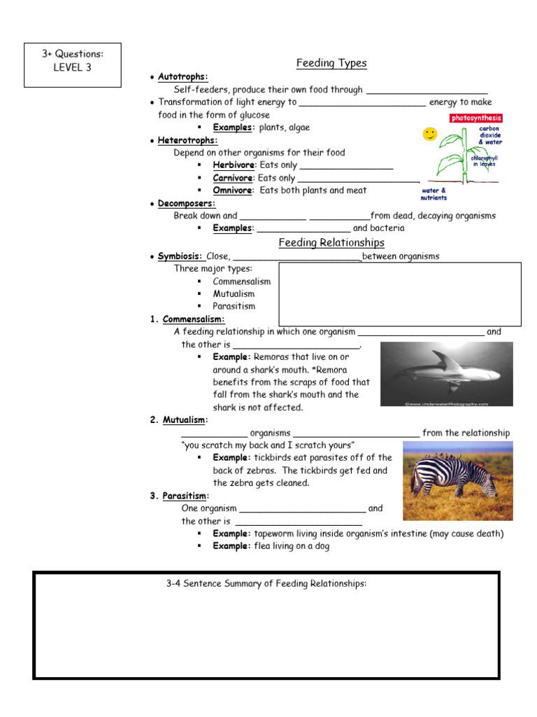 Feeding Relationships and Symbiosis | PDF | Foods | Food Web