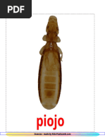 Sanitary Defects | PDF | Hexapoda | Insects And Humans
