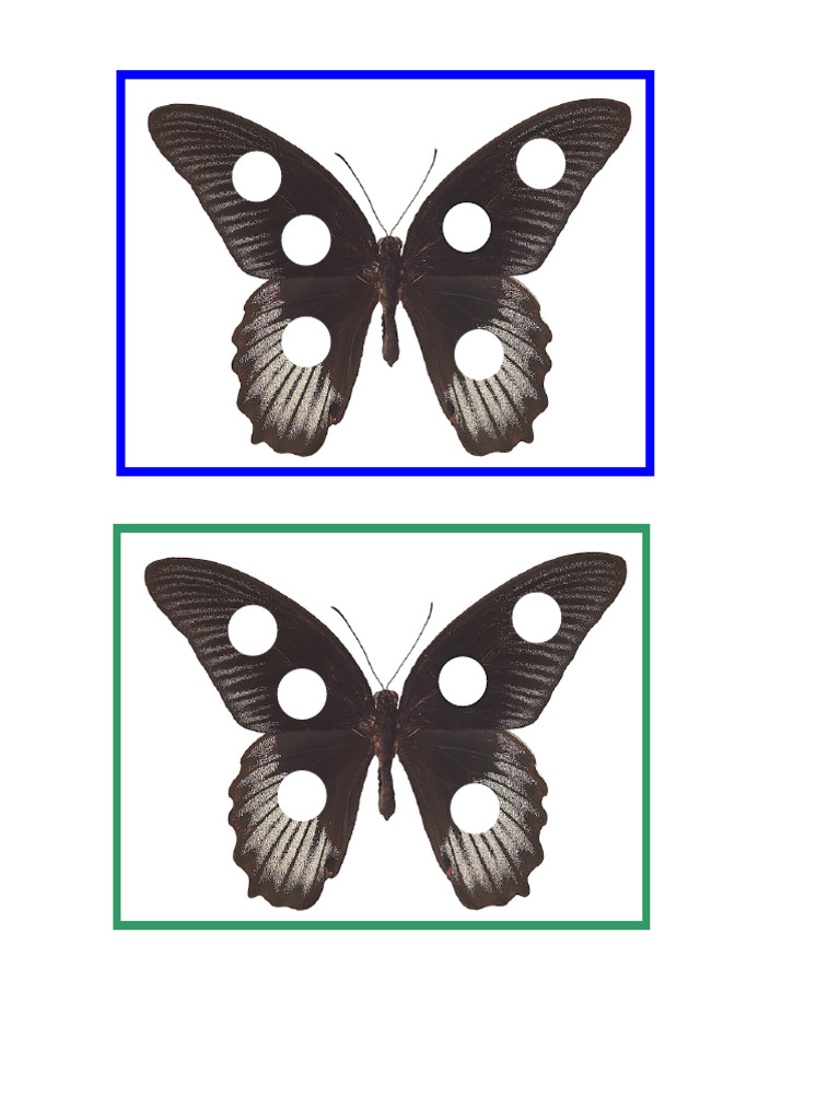 Juego de mariposa (conteo) | PDF
