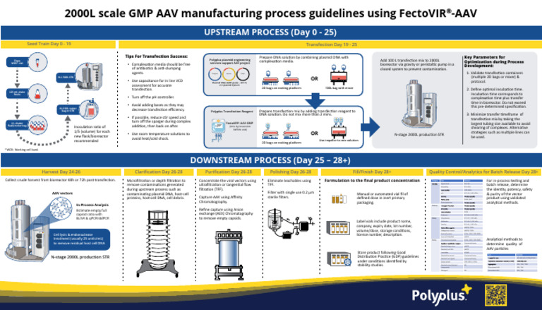Polyplus Industrial Scale Manufacturing of AAV | PDF | Assay | Vector (Molecular Biology)
