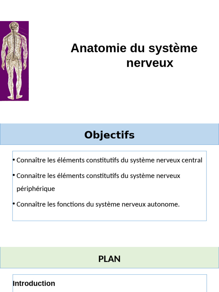 Anatomie du Système Nerveux Humain | PDF | Système nerveux central ...