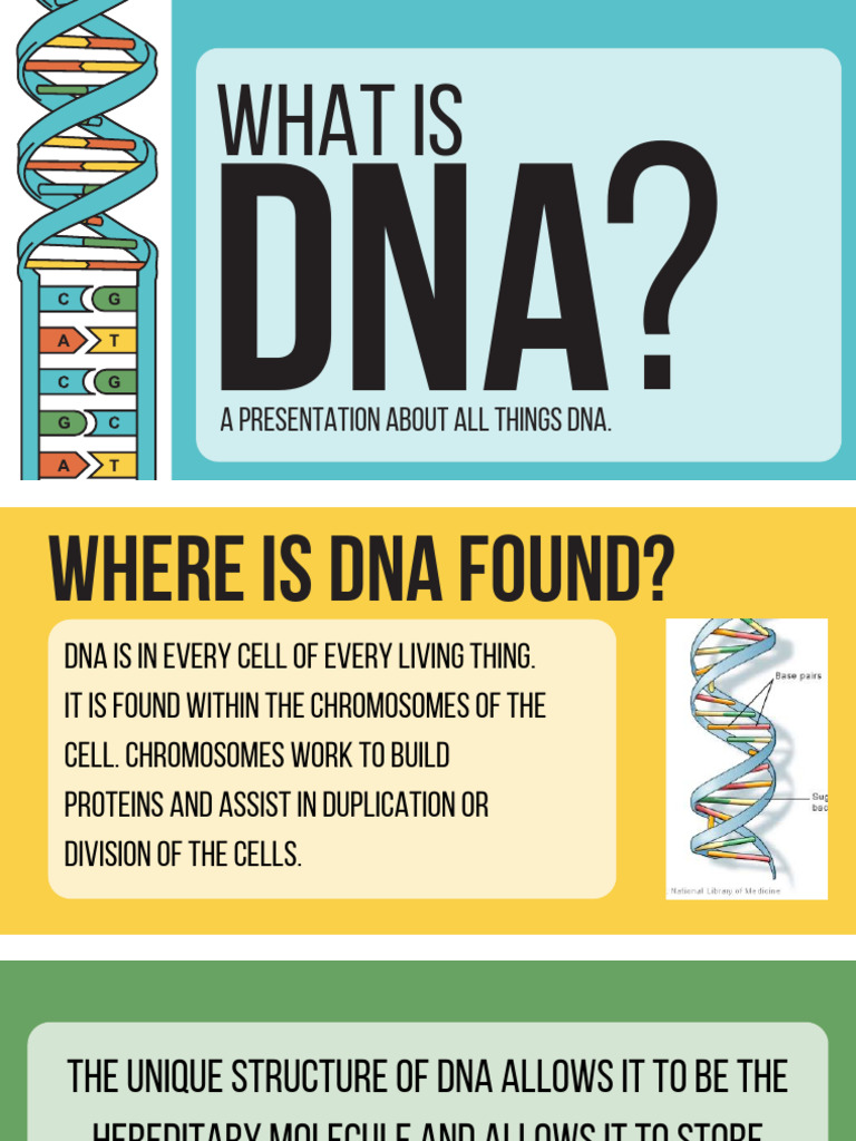 Understanding DNA Structure and Function | PDF