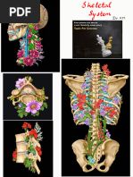 Human Skeleton All Bones Chart | PDF | Anatomy | Musculoskeletal System