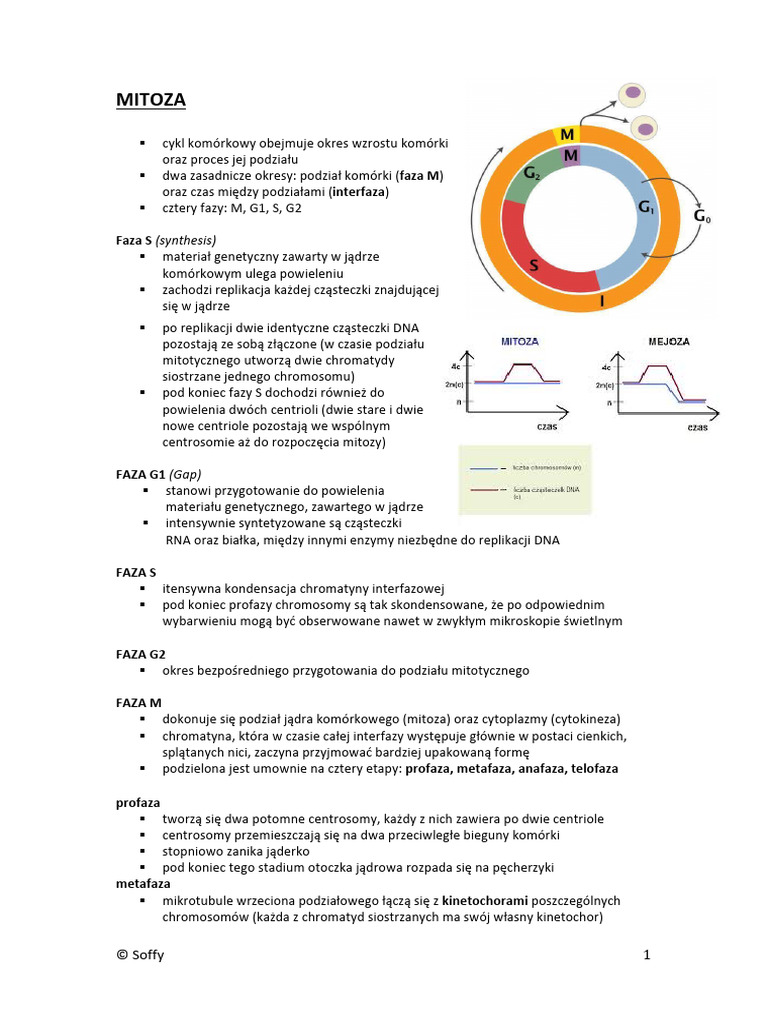 Mitoza I Mejoza | PDF