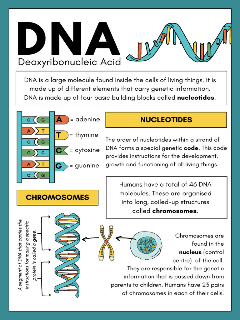 Understanding DNA and Nucleotides | PDF