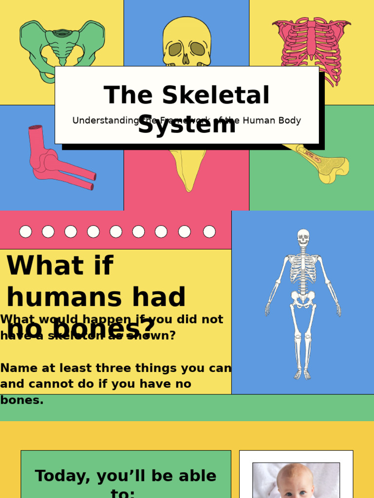 Human Skeletal System Overview | PDF | Skeleton | Bone