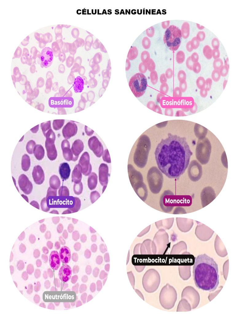 Células Sanguíneas | PDF