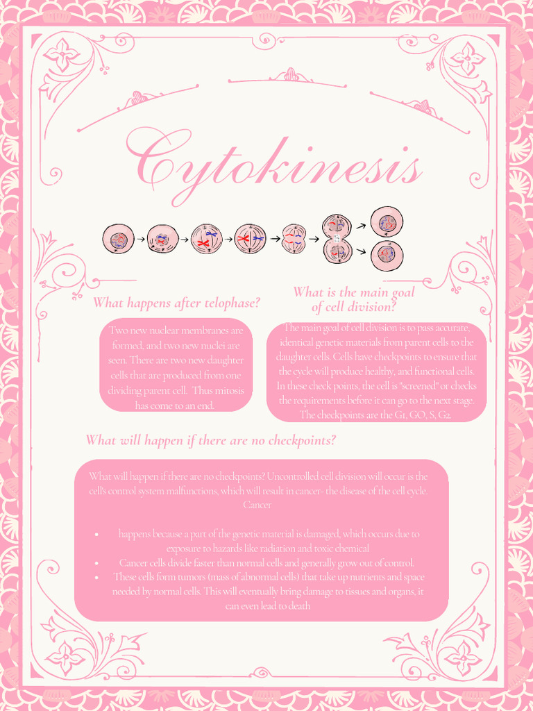 Understanding Cytokinesis and Cell Division | PDF | Meiosis | Mitosis