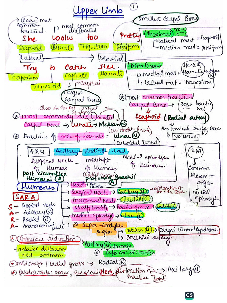 Upper limb Dr hamza's lecture plus AA points. | PDF