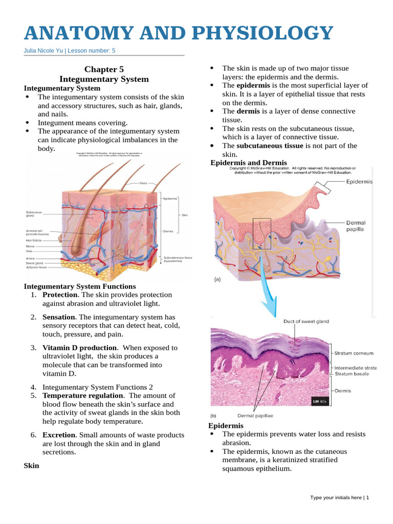 Anatomy and Physiology Handout 5 | PDF | Integumentary System | Skin