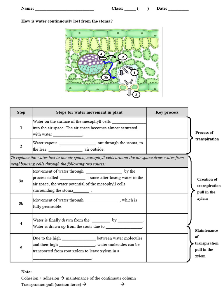 WS1 Summary for transpiration and transpiration pull handout (1) | PDF ...
