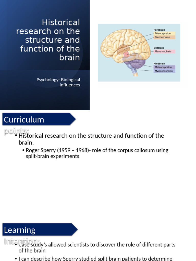 Roger Sperry Split Brain Experiment | PDF | Lateralization Of Brain ...