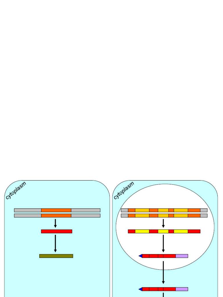 mcb1_09_eukaryotic_transcription_2023 | PDF | Rna Splicing | Rna
