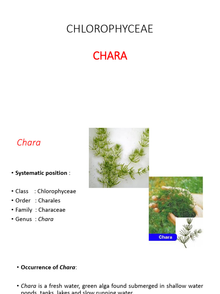 chara | PDF | Ploidy | Biology