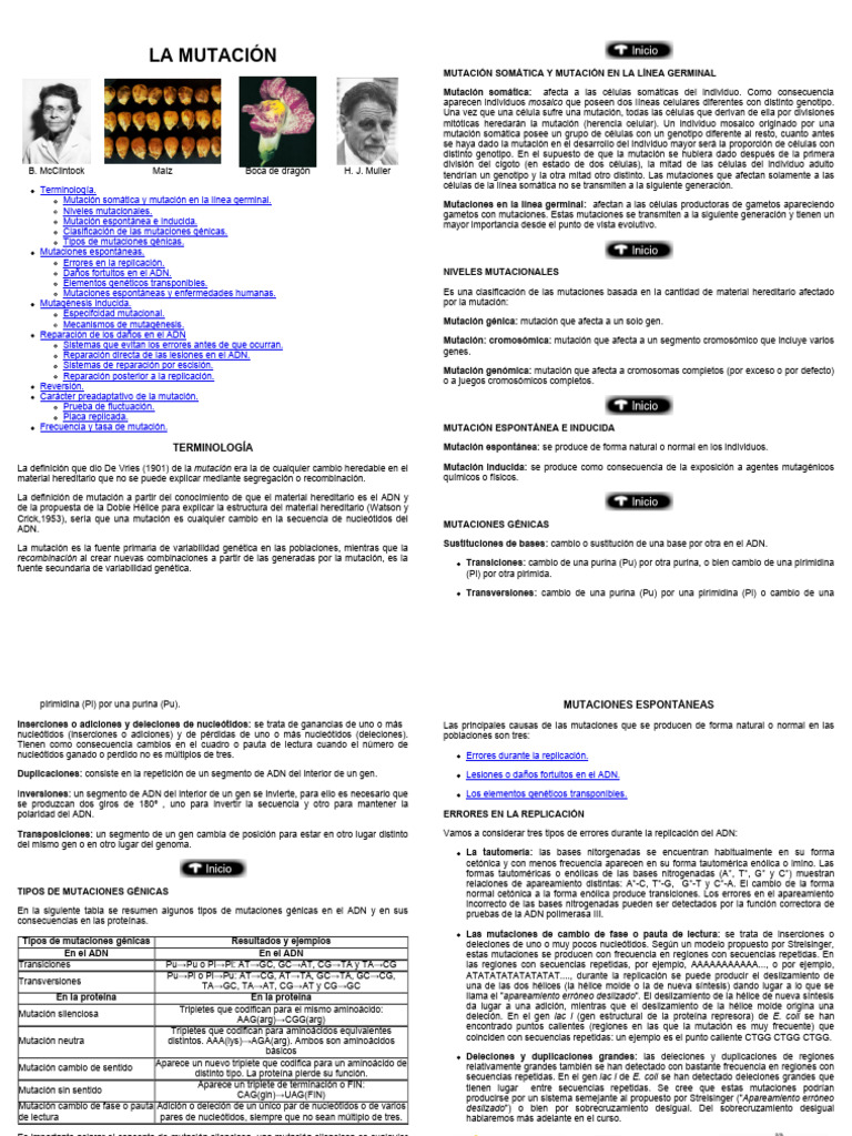 Tipos y Mecanismos de Mutación en ADN | PDF | Mutación | Mutageno