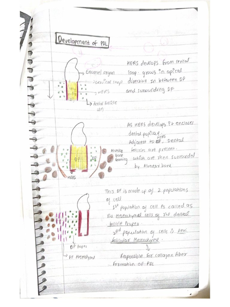 Development of PDL Dadh | PDF