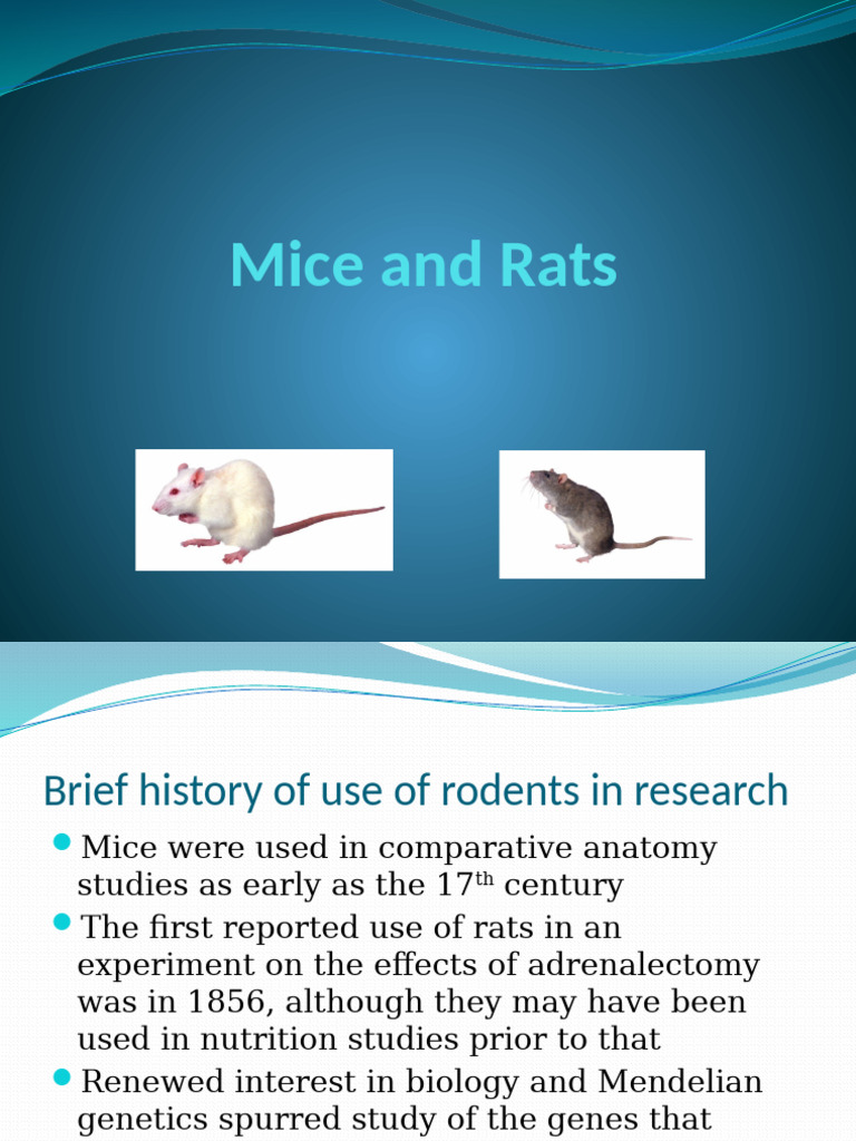 History and Anatomy of Lab Rodents | PDF | Laboratory Rat | Esophagus