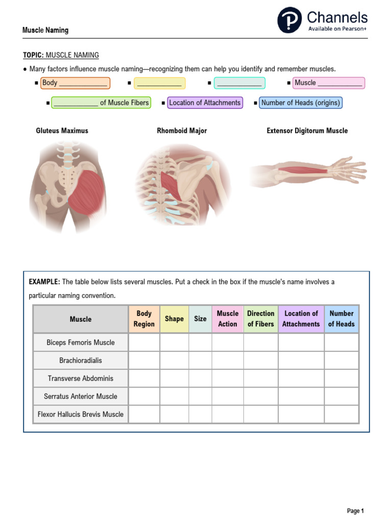 Muscle Naming-Worksheet | PDF