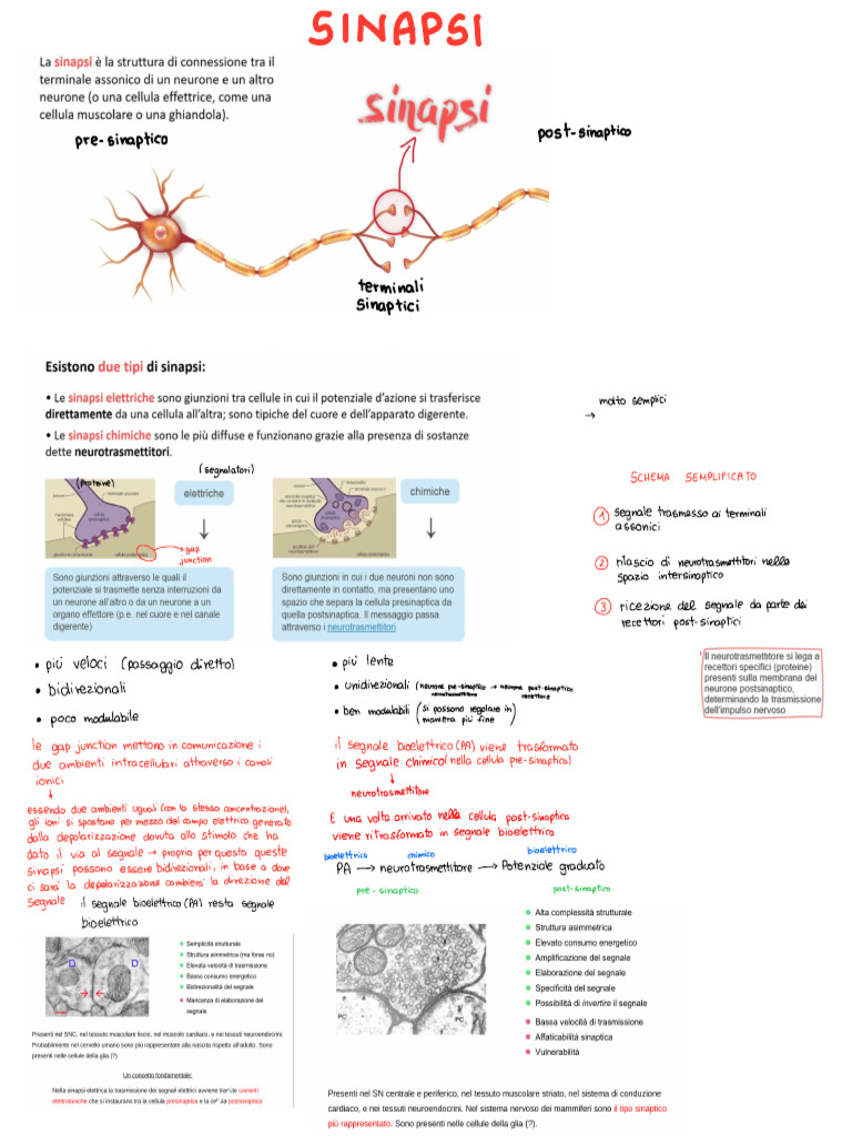 Sinapsi | PDF