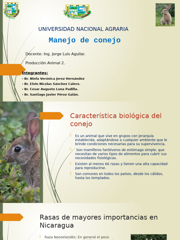 Manejo y Cría de Conejos en Nicaragua | PDF | Virus