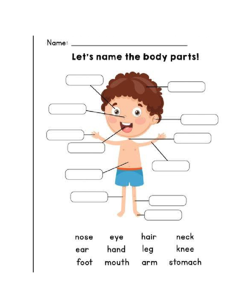 Body Parts | PDF