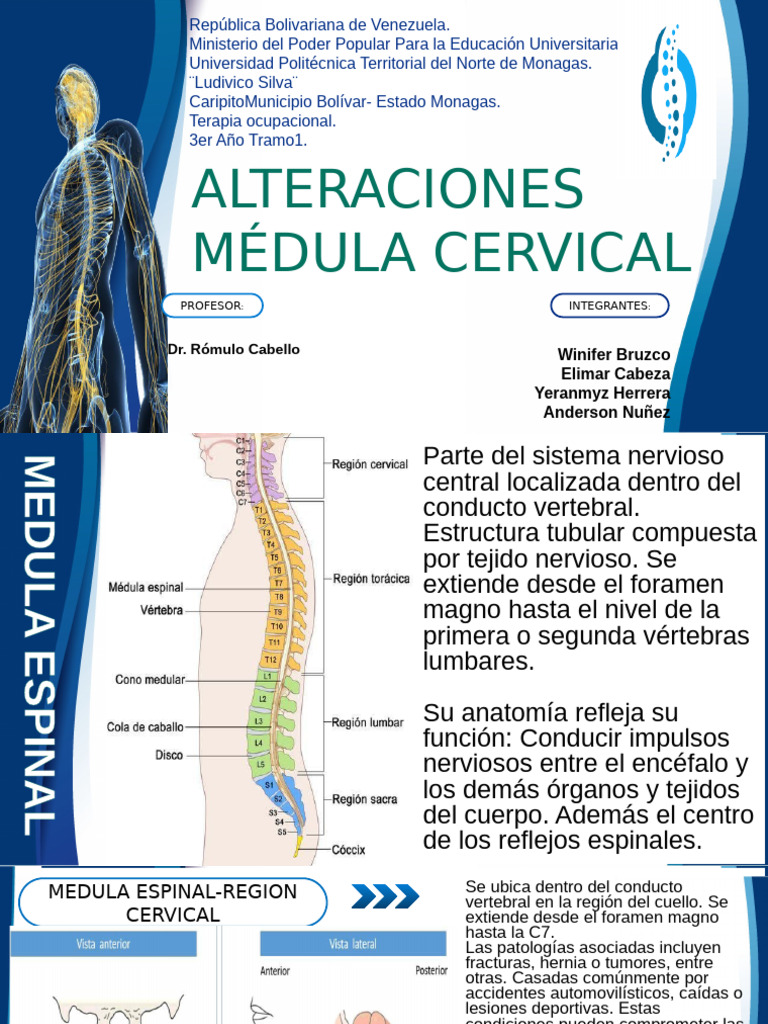Medula Espinal - Regin Cervical | PDF | La columna vertebral | Médula ...