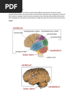 Class 5-Science Notes-The Nervous System | PDF | Brain | Nerve
