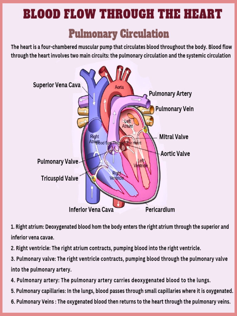 Right Atrium Deoxygenated Blood Hom The Body Enters The Right Atrium ...