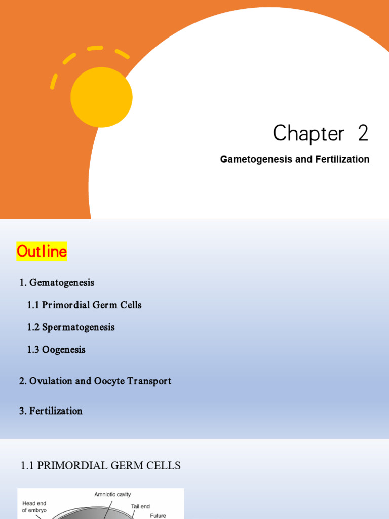 Gametogenesis and Fertilization | PDF | Meiosis | Ovary