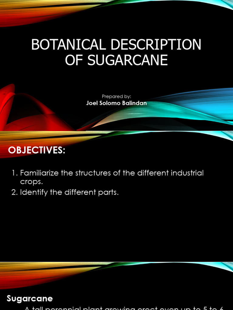 Sugarcane Plant: Structure & Description | PDF | Leaf | Plant Stem
