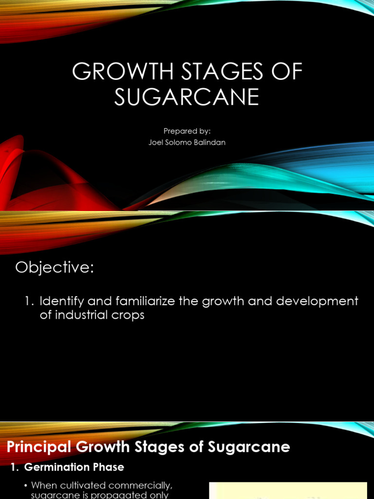 Sugarcane Growth Stages Explained | PDF | Sugarcane | Horticulture