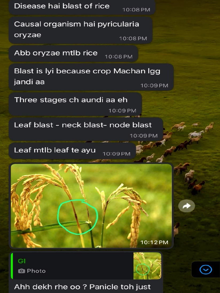 Rice Blast, Bacteria | PDF