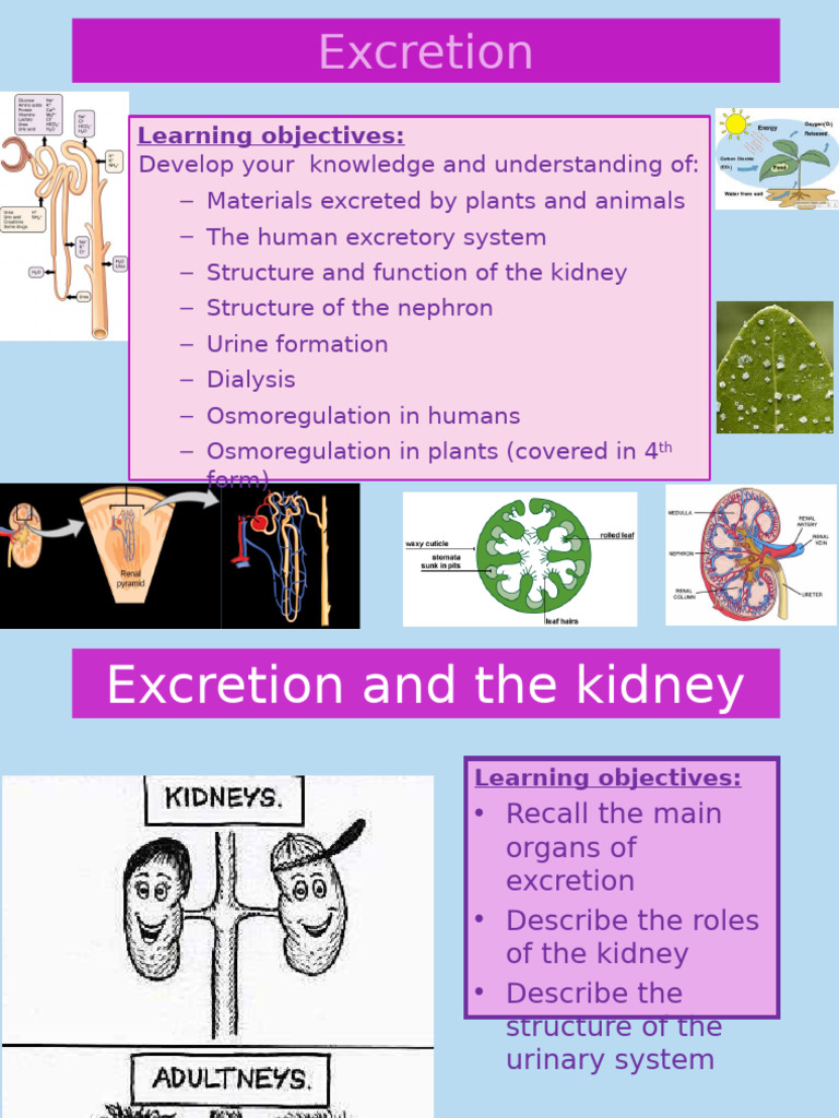 Excretion Full | PDF | Kidney | Excretion