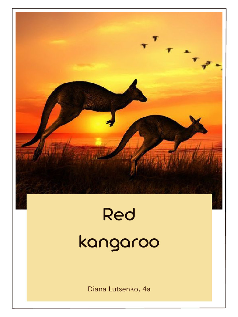 Rad Kangaroo | PDF