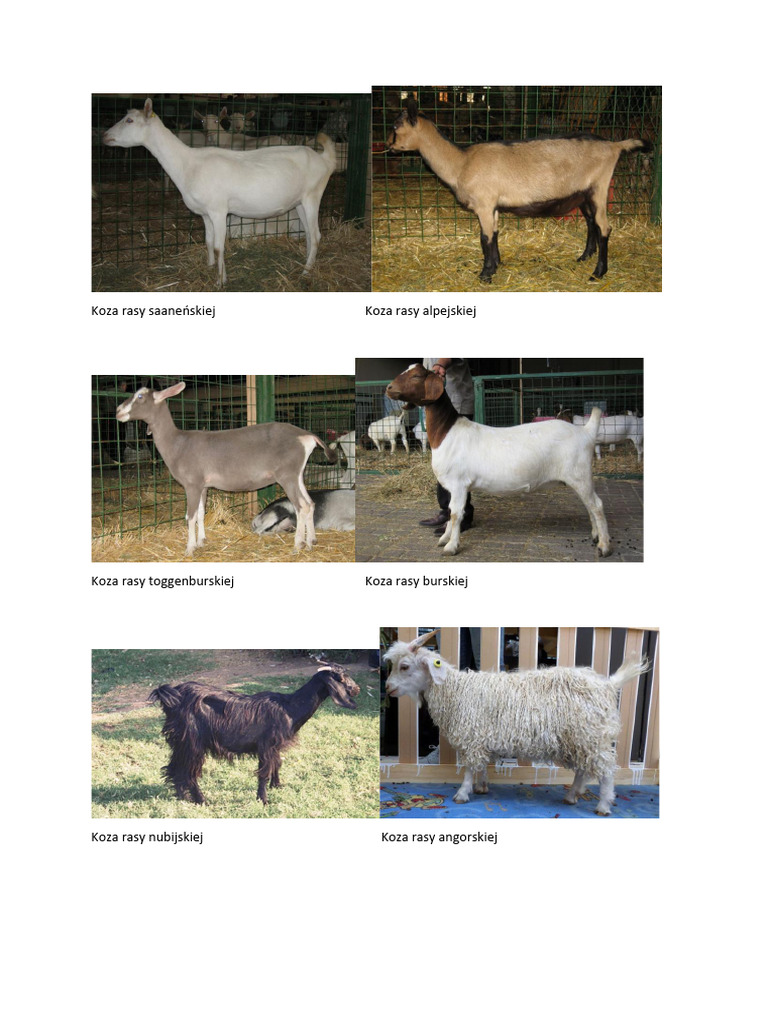 Kozy20 Rasy | PDF
