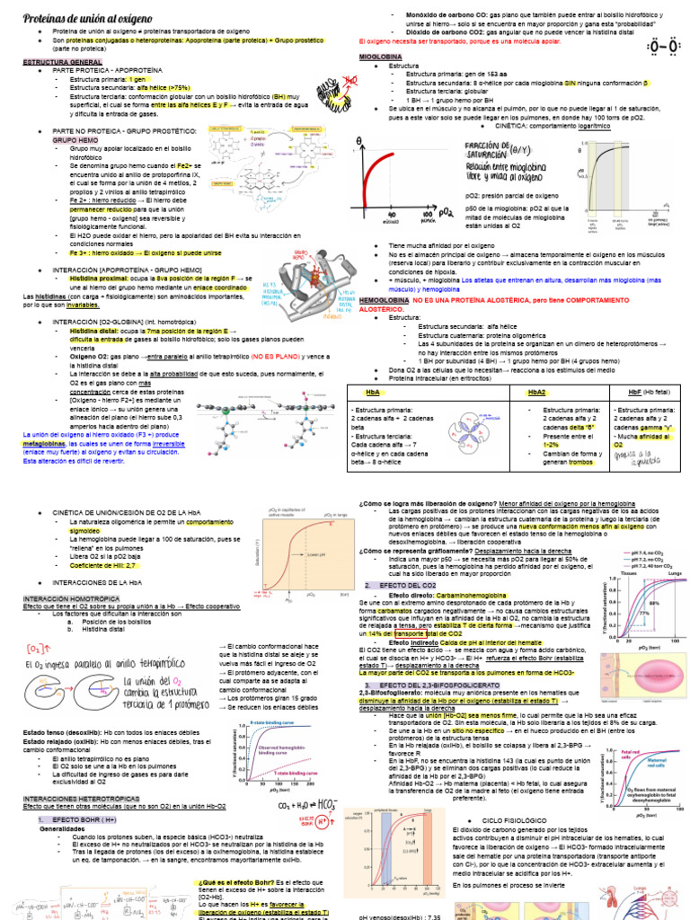 Proteínas Globulares - Hemoglobina y Mioglobina | PDF | Hemoglobina | Biología Molecular