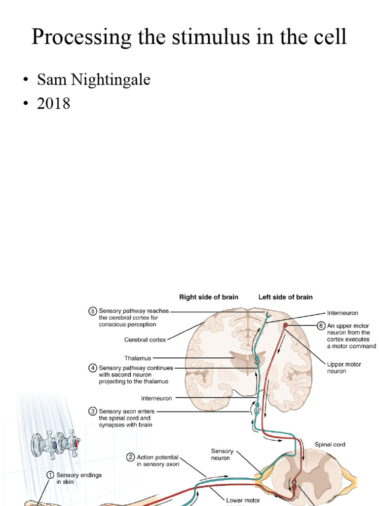 Stimulus in cell 2018 handouts-1 | PDF | Somatosensory System | Senses