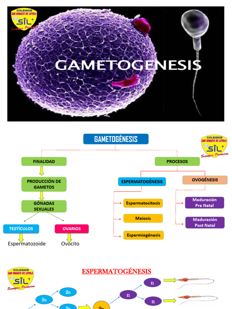 GAMETOGÉNESIS | PDF | Procesos biologicos | Reproducción