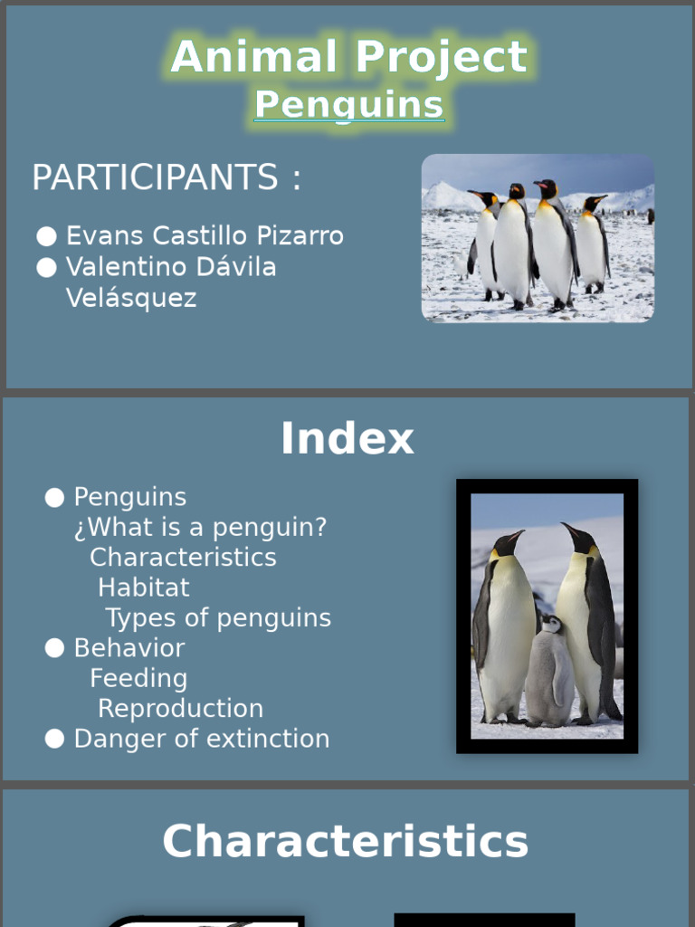 Animal Project - Penguins | PDF