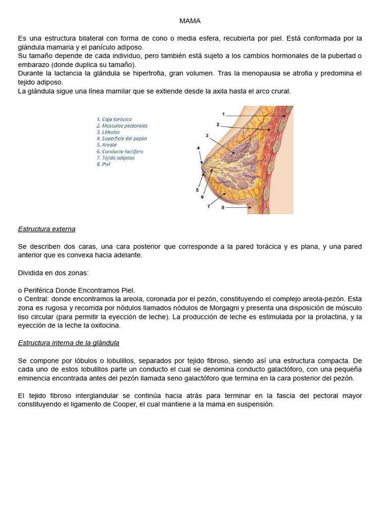 Anatomía - MAMA | PDF | Pecho | Vena
