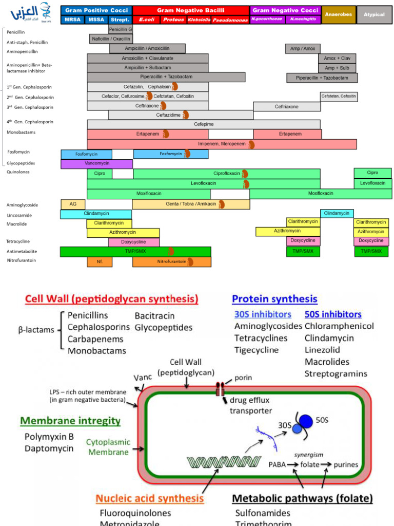 antibiotic scheme | PDF