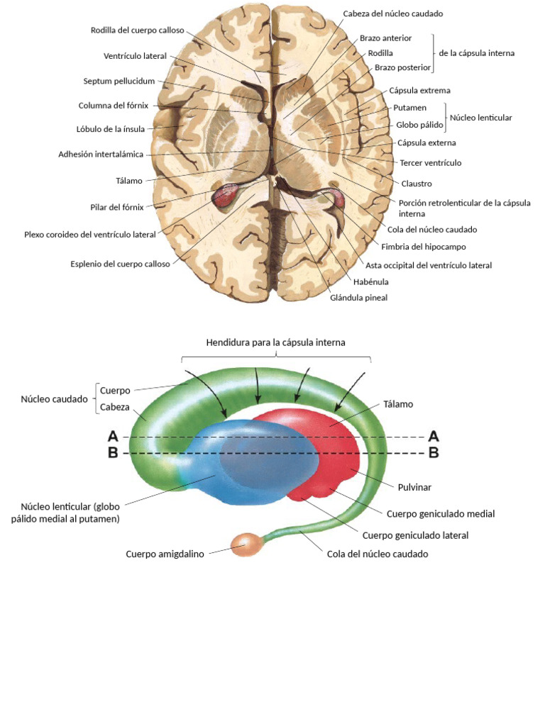 Núcleos Basales | PDF | Neurociencia | Neuroanatomía
