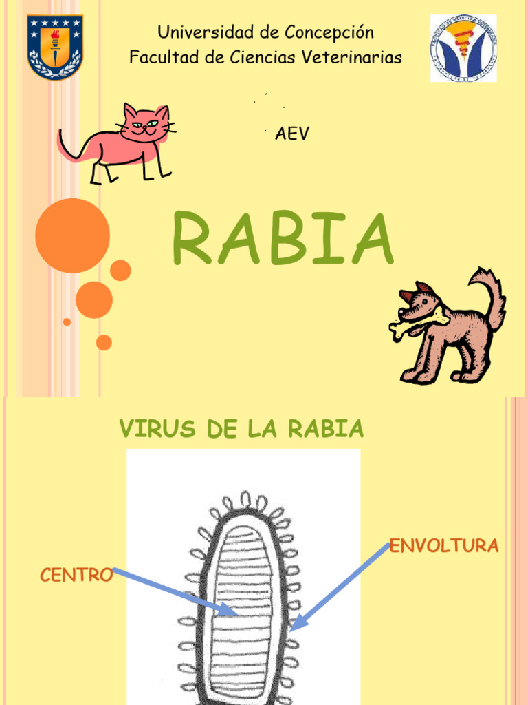 Prevención y características de la rabia | PDF