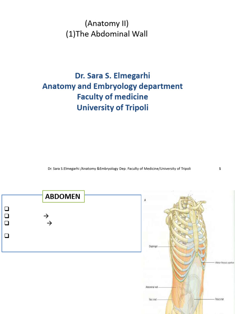 The Abdominal Wall 8.2023 | PDF | Abdomen | Peritoneum